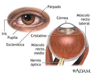 Anatomía ocular: segmento anterior y posterior - Admiravisión